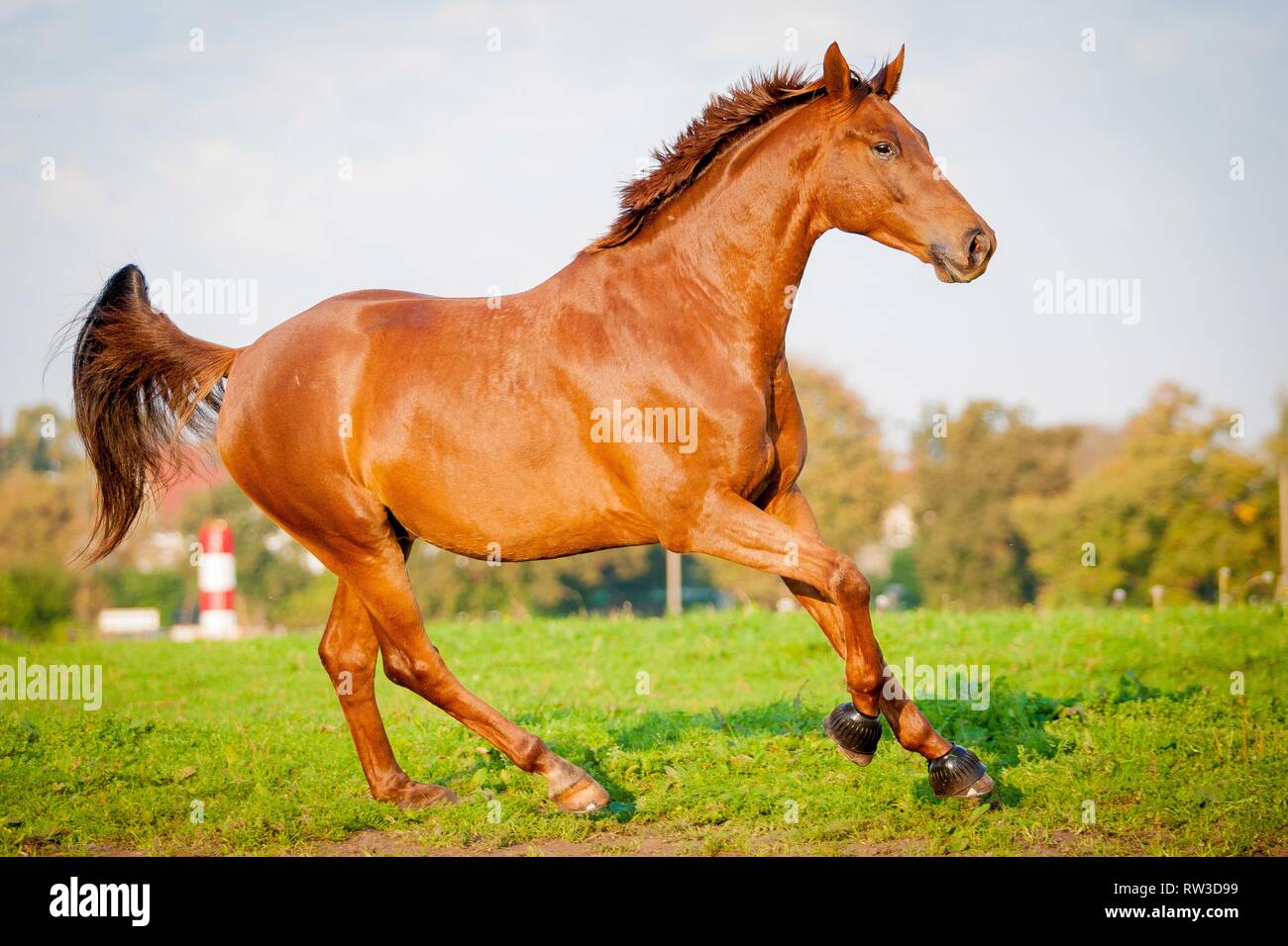Horse bell boots hi-res stock photography and images - Alamy