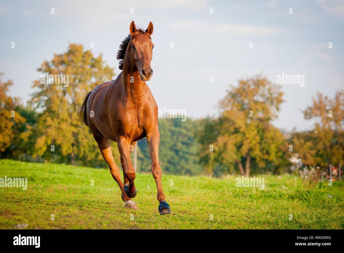 Galloping boots hi-res stock photography and images - Alamy