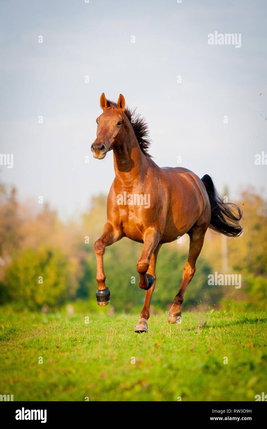 Galloping boots hi-res stock photography and images - Alamy