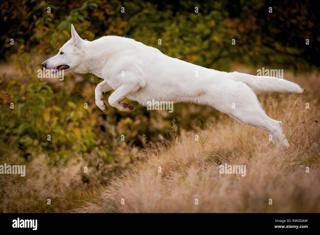 jumping White Swiss Shepherd Dog Stock Photo - Alamy