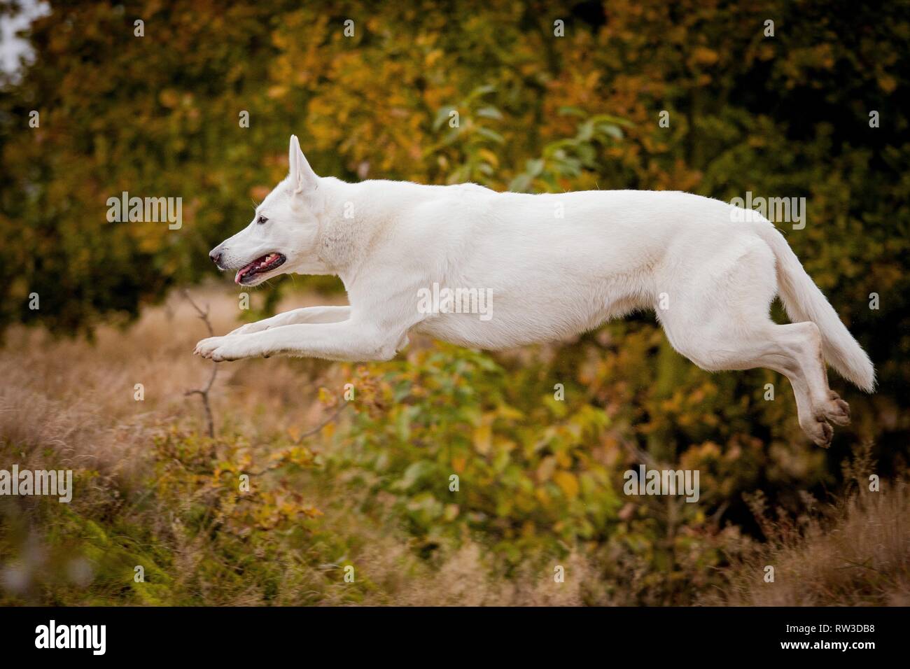 jumping White Swiss Shepherd Dog Stock Photo - Alamy