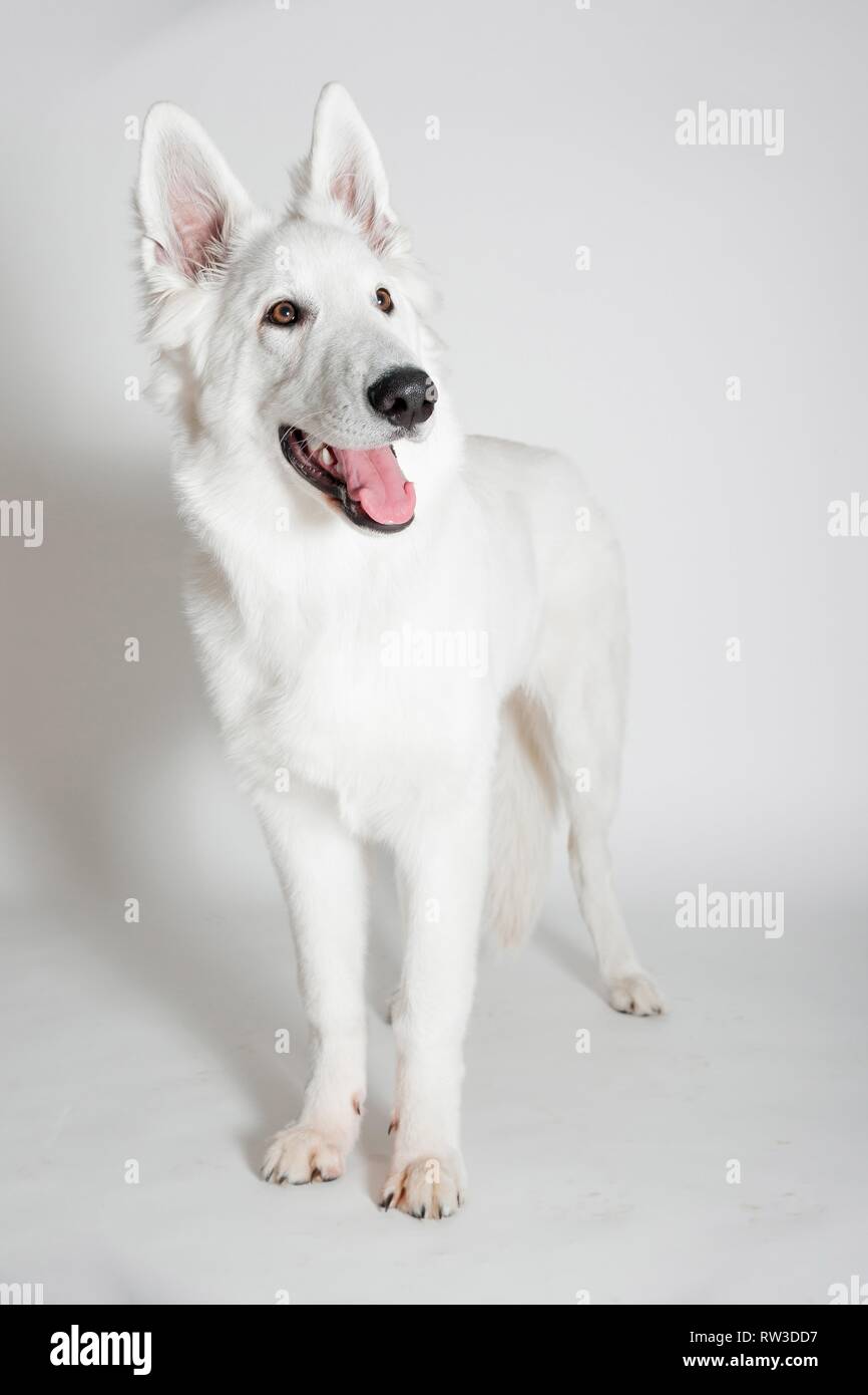 standing Berger Blanc Suisse Stock Photo - Alamy