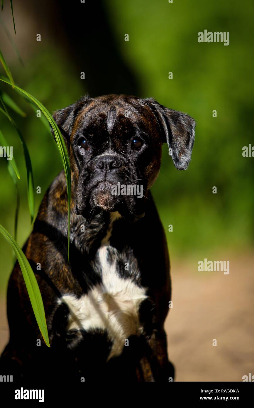 German Boxer Portrait Stock Photo - Alamy