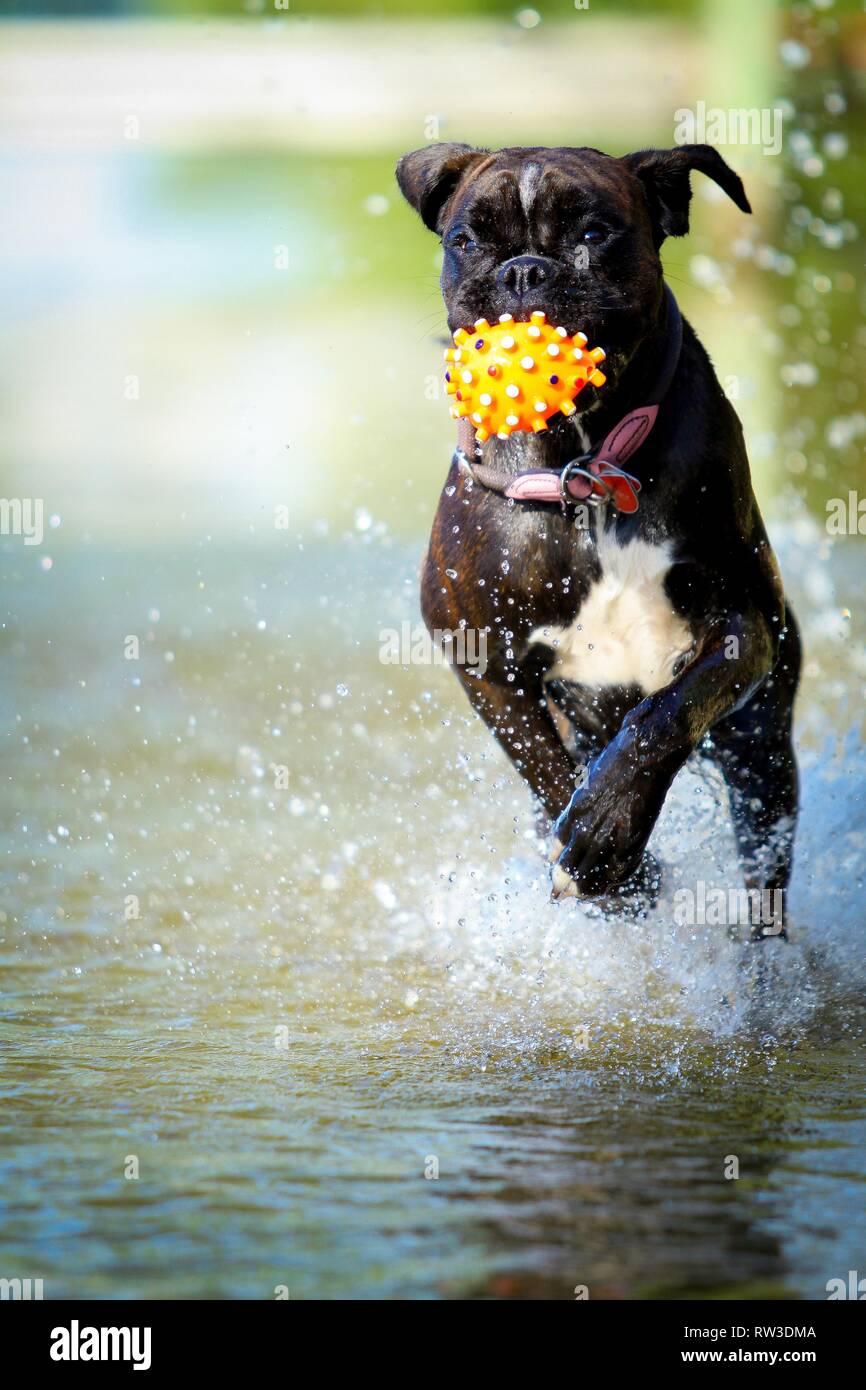 running German Boxer Stock Photo - Alamy