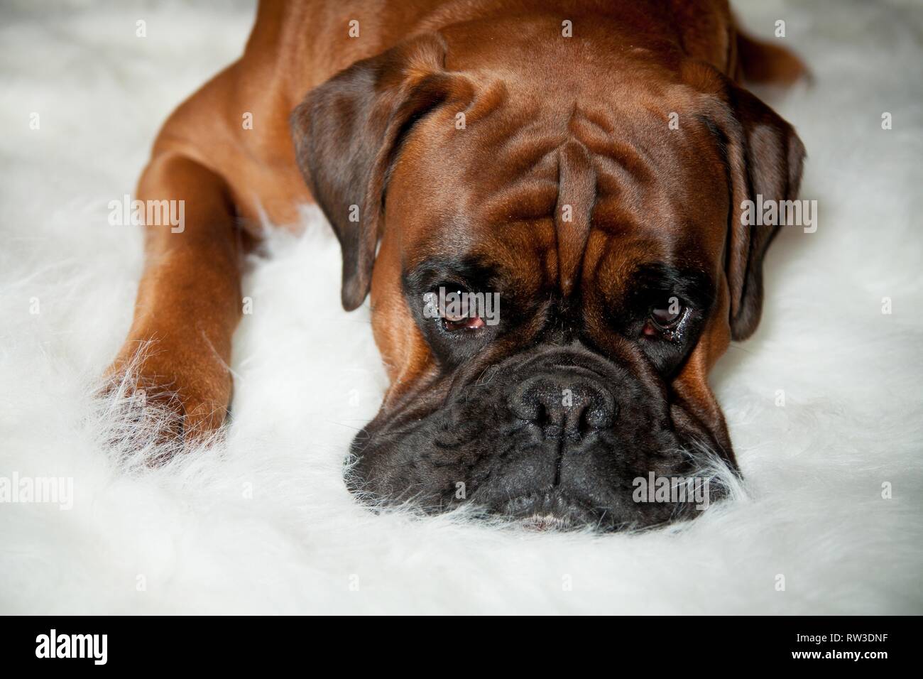 Boxer dog laying down studio hi-res stock photography and images - Alamy