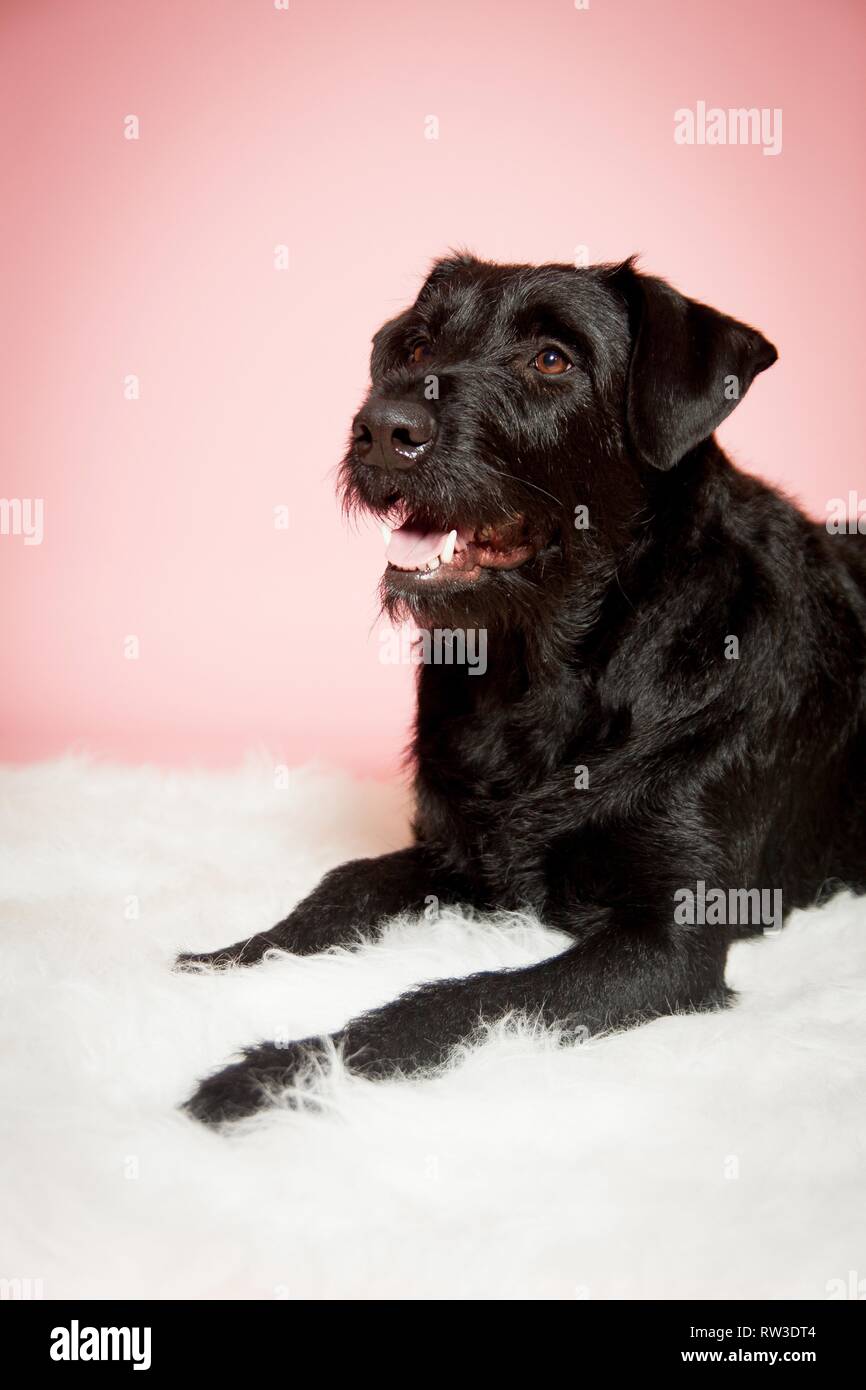 Mongrel rose hi-res stock photography and images - Alamy