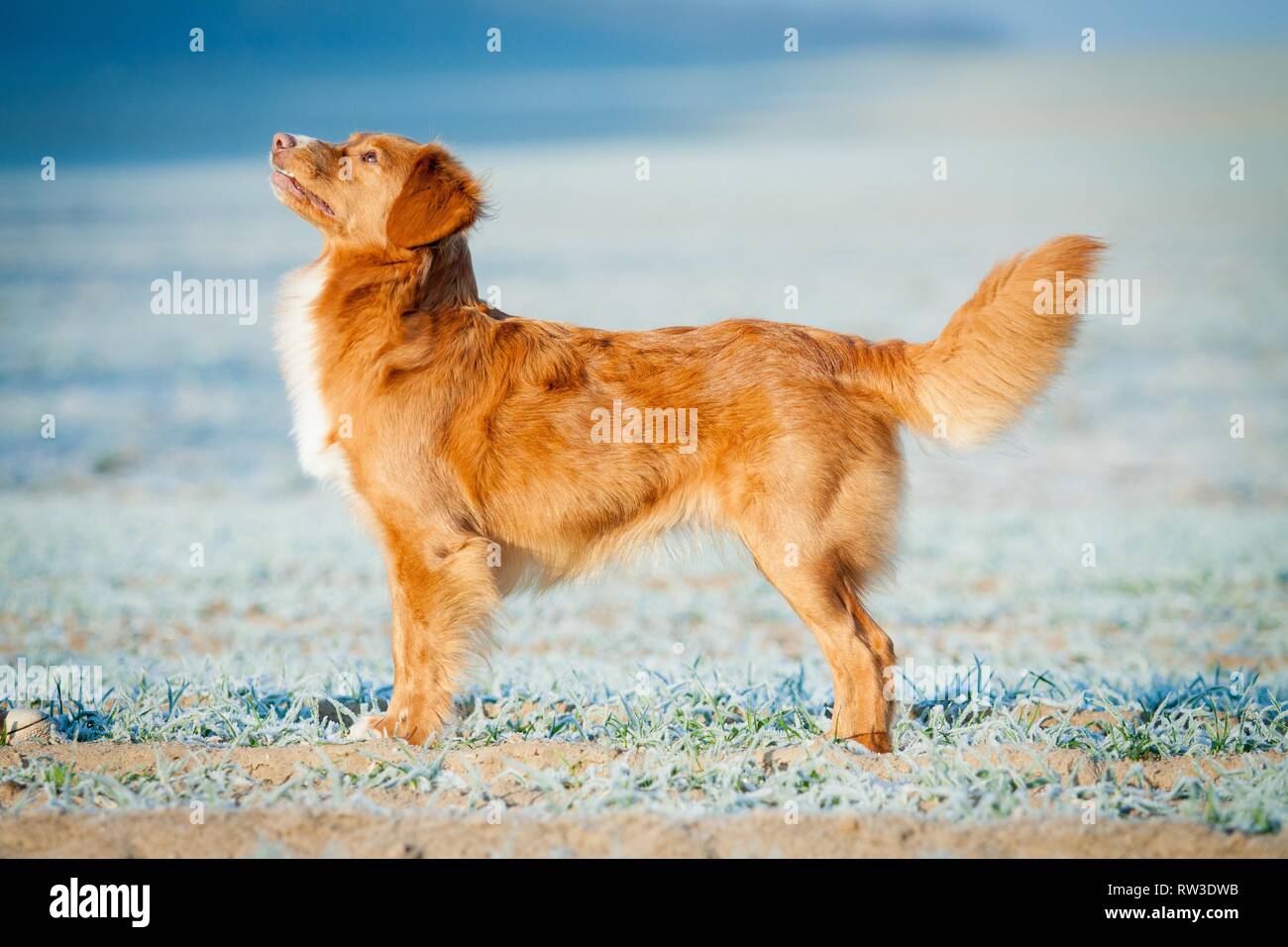standing Nova Scotia Duck Tolling Retriever Stock Photo - Alamy