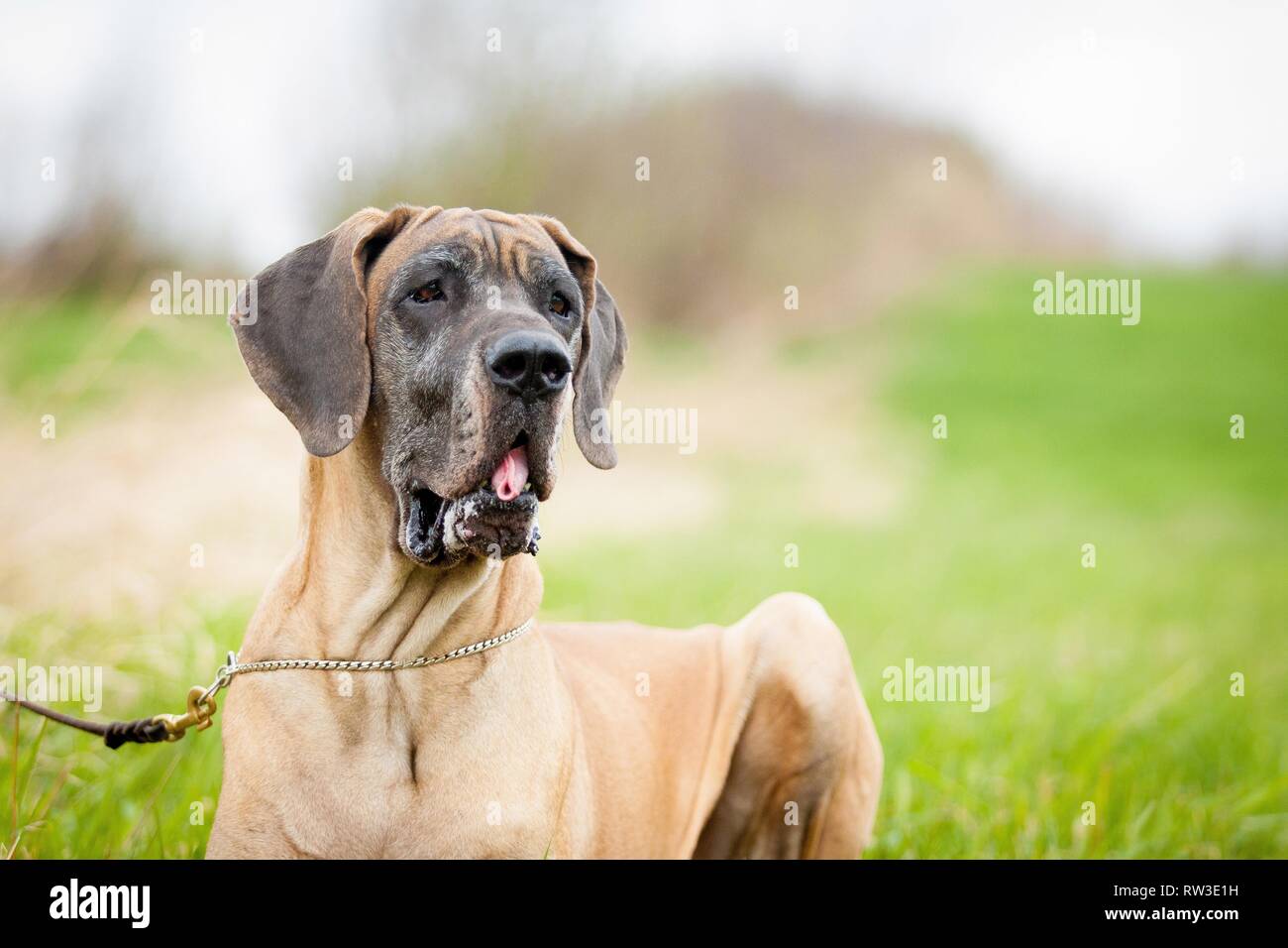 Great Dane Portrait Stock Photo - Alamy
