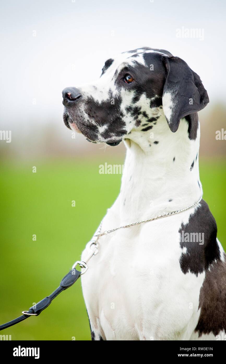 Great Dane Portrait Stock Photo - Alamy