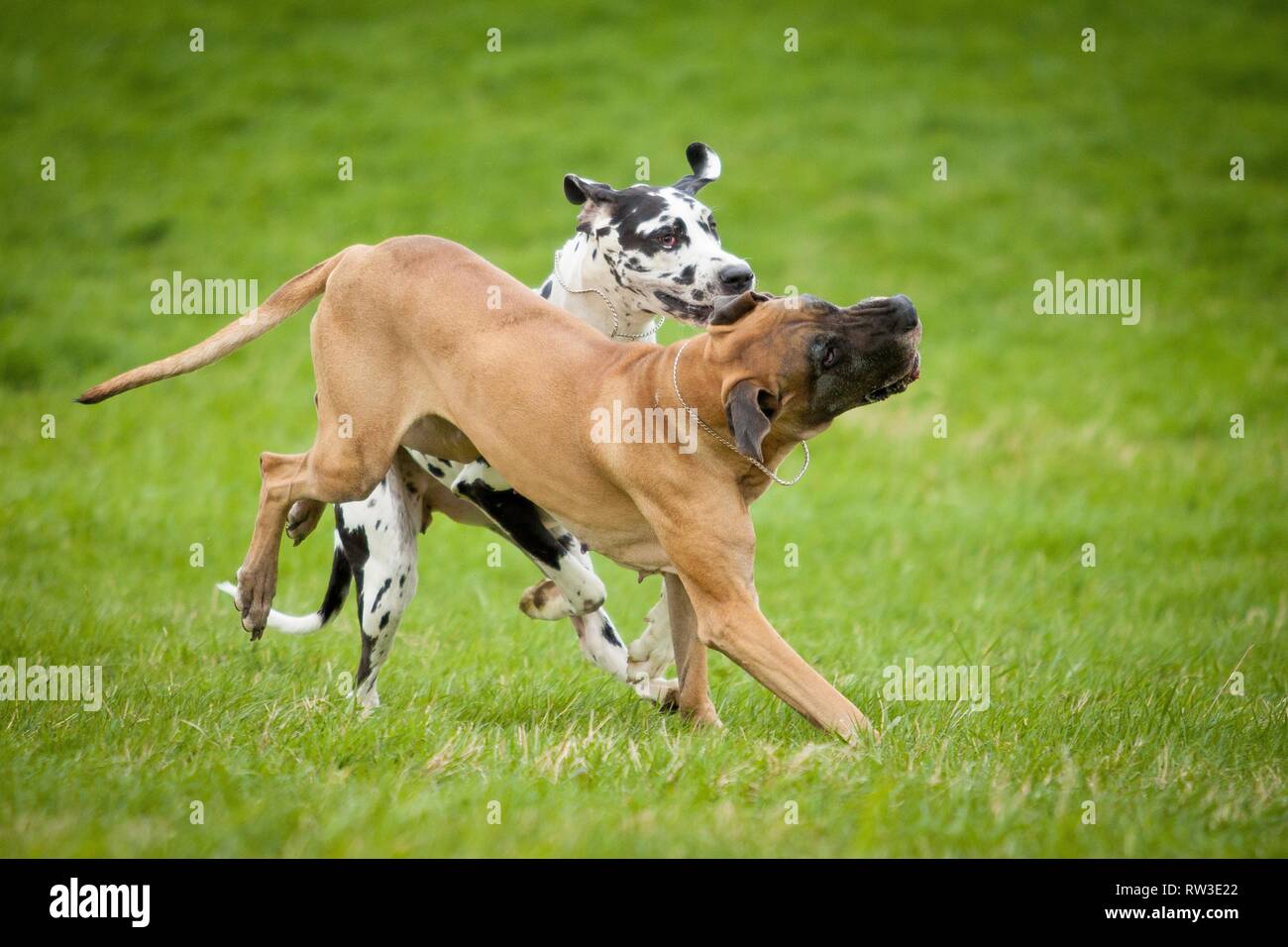 playing Great Danes Stock Photo - Alamy