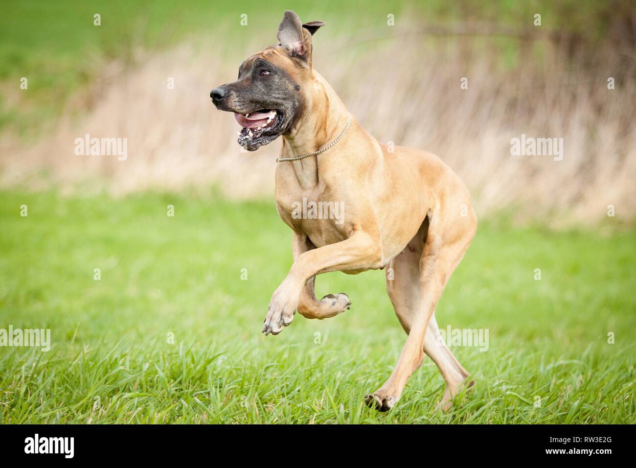 running Great Dane Stock Photo - Alamy