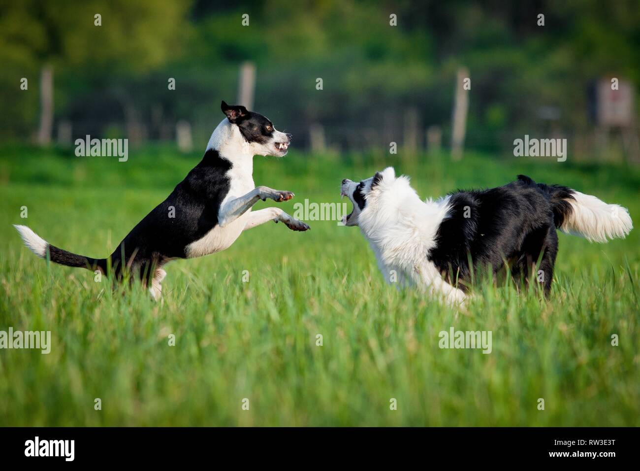 Side view of set of teeth hi-res stock photography and images - Alamy