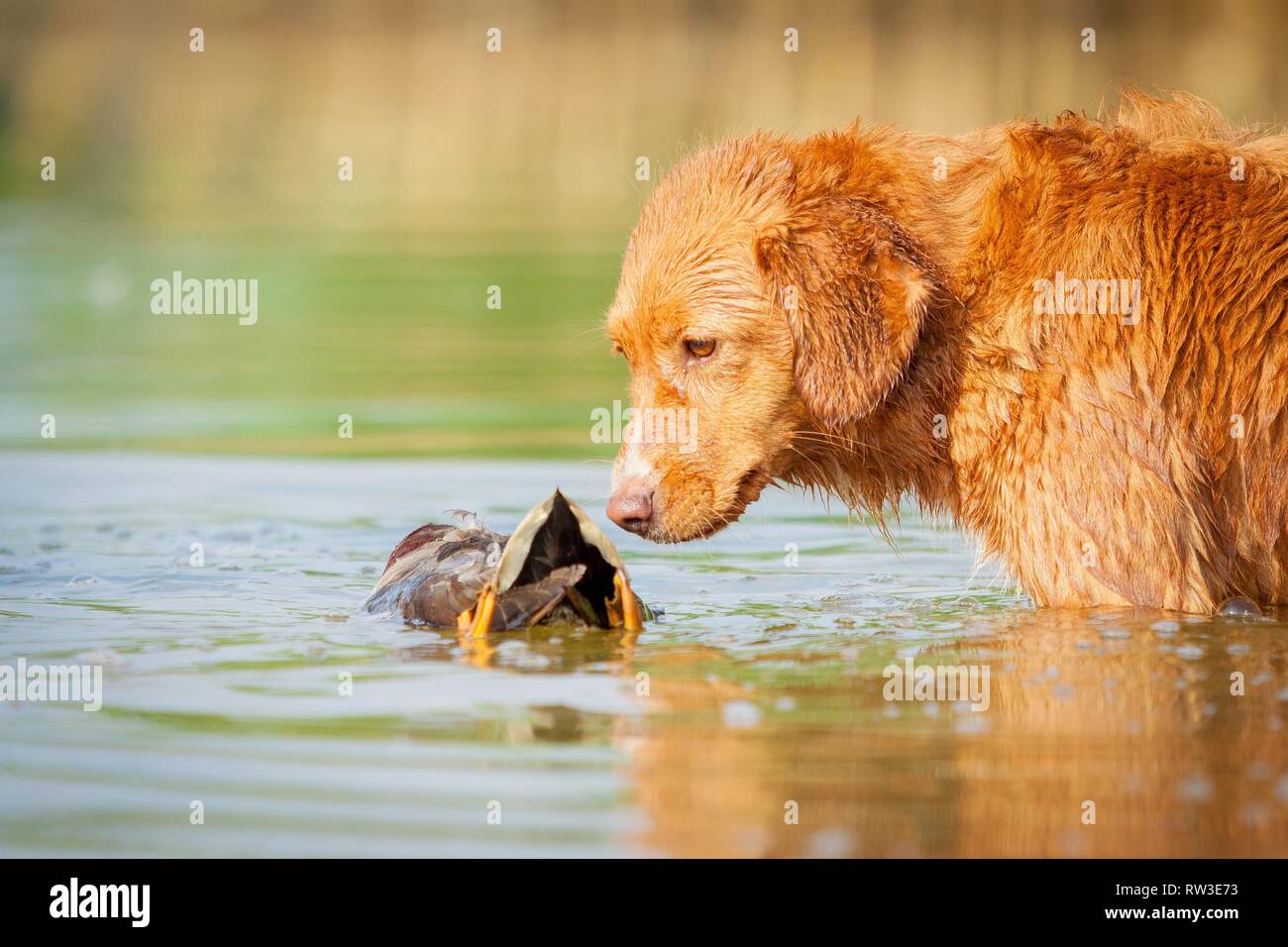 Nova Scotia Duck Tolling Retriever Stock Photo - Alamy