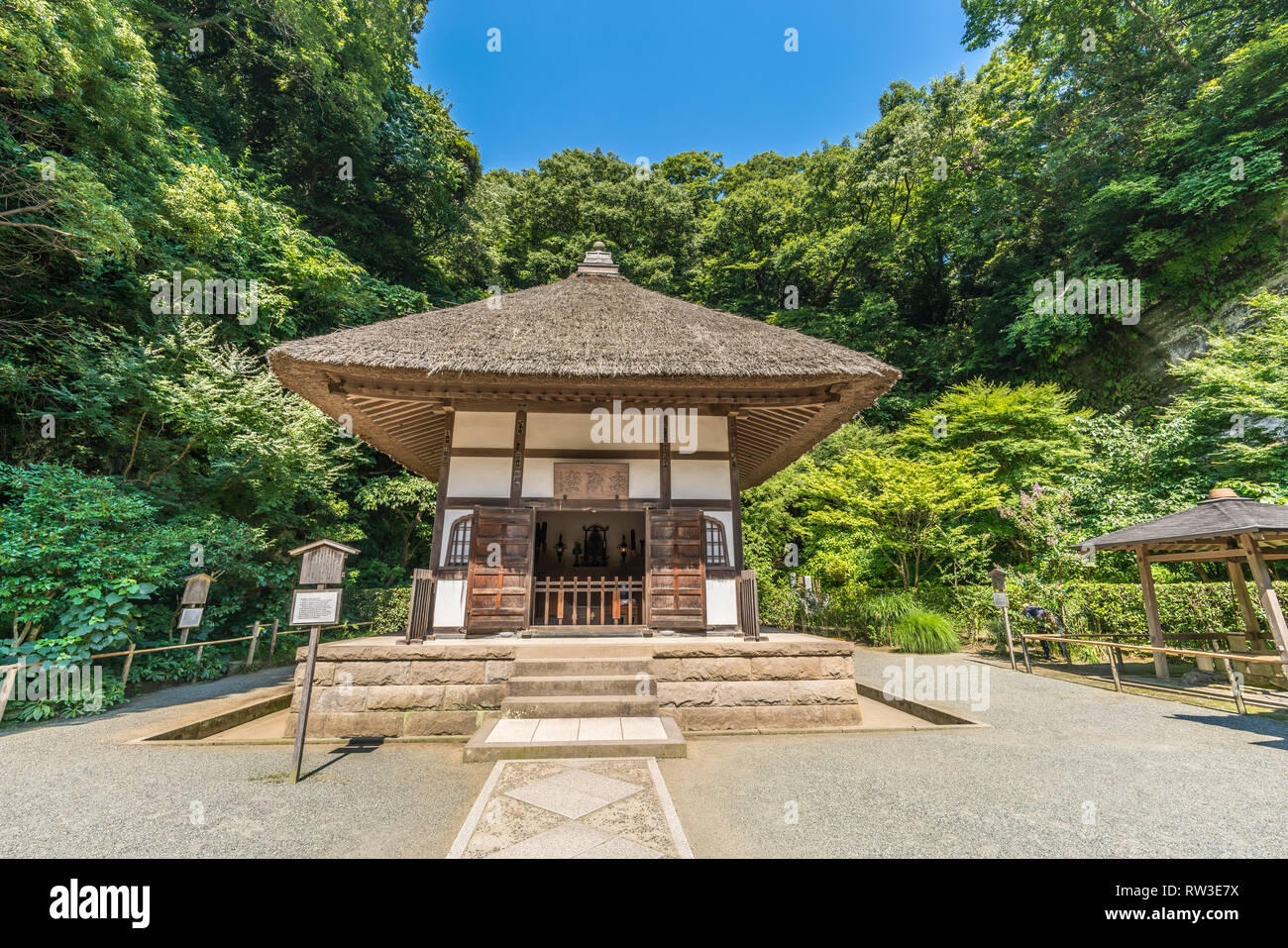 Hydrangea japan forest hi-res stock photography and images - Alamy