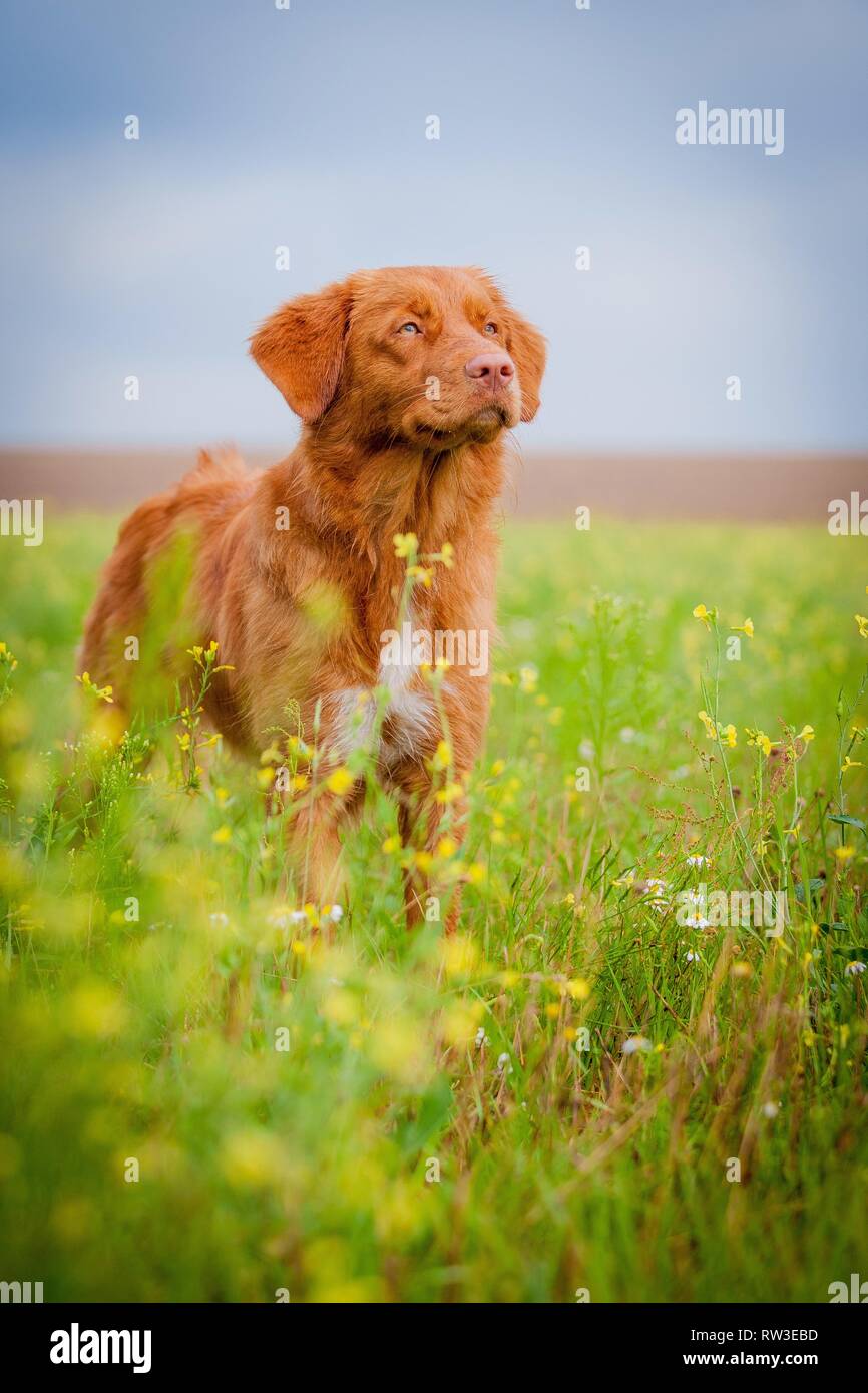 standing Nova Scotia Duck Tolling Retriever Stock Photo - Alamy