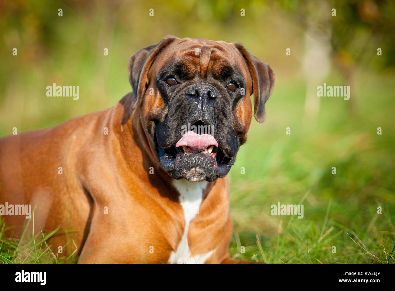 German Boxer Portrait Stock Photo - Alamy