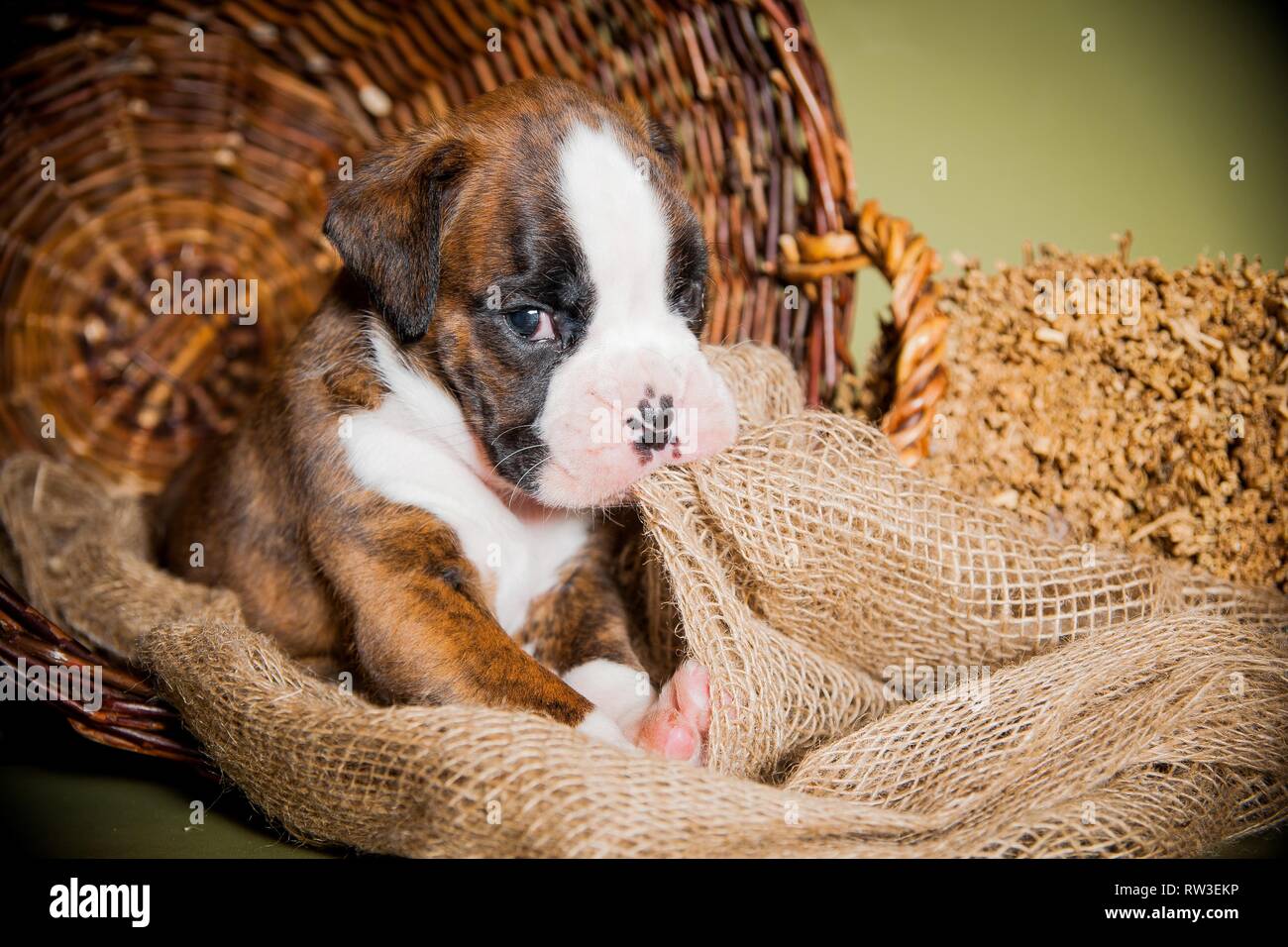 German Boxer Puppy Stock Photo - Alamy