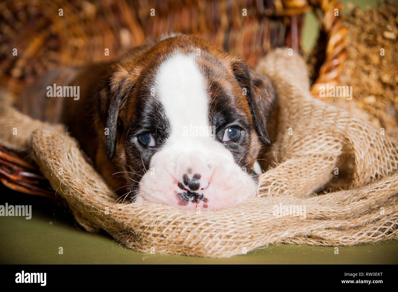 German Boxer Puppy Stock Photo - Alamy