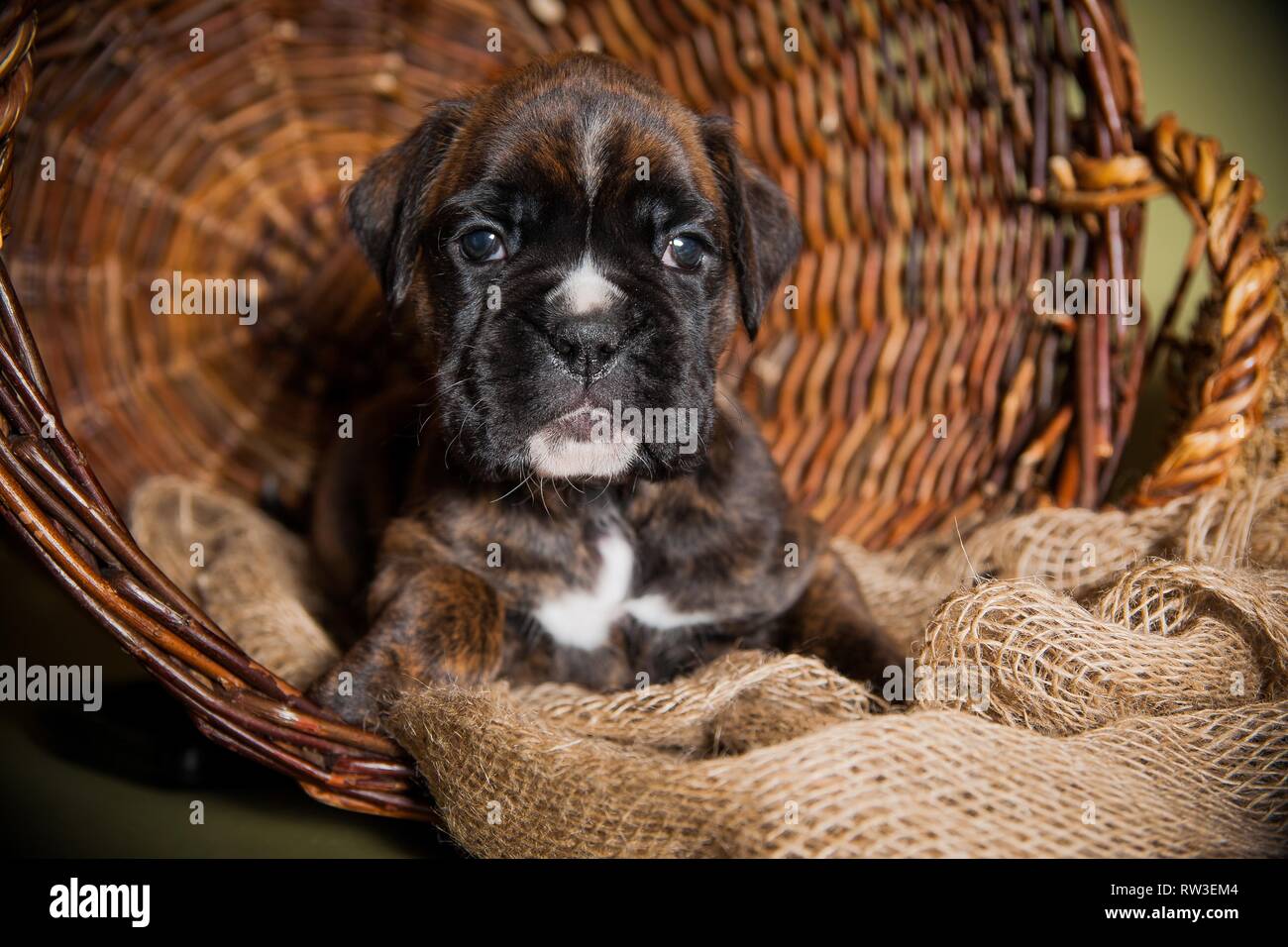German Boxer Puppy Stock Photo - Alamy
