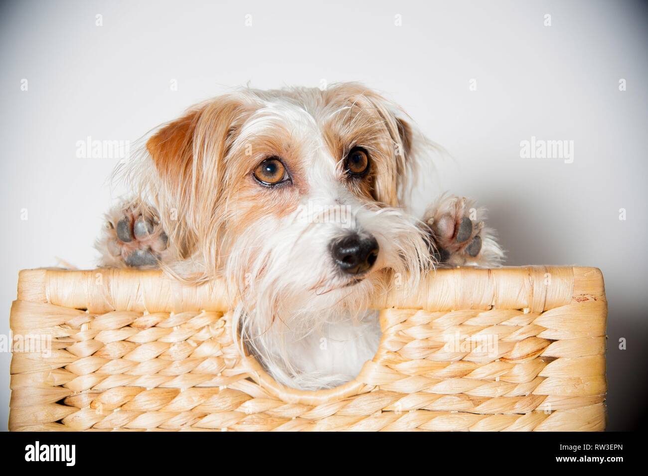 Parson cross hi-res stock photography and images - Alamy