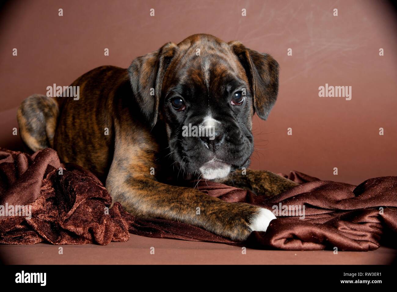 German Boxer Puppy Stock Photo - Alamy