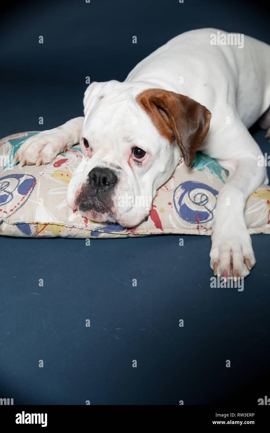Boxer dog laying down studio hi-res stock photography and images - Alamy