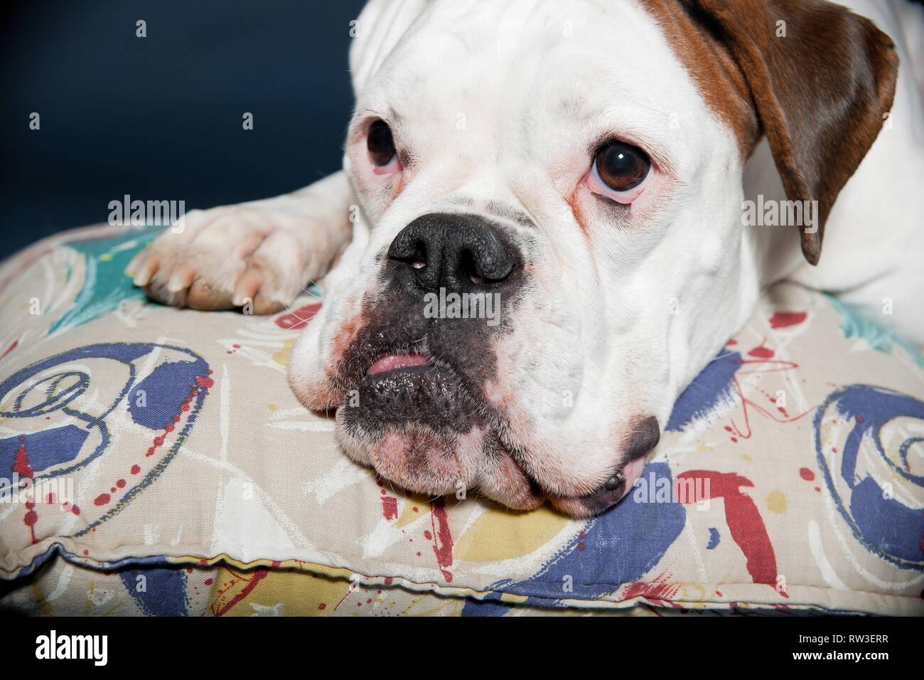 Boxer dog laying down studio hi-res stock photography and images - Alamy