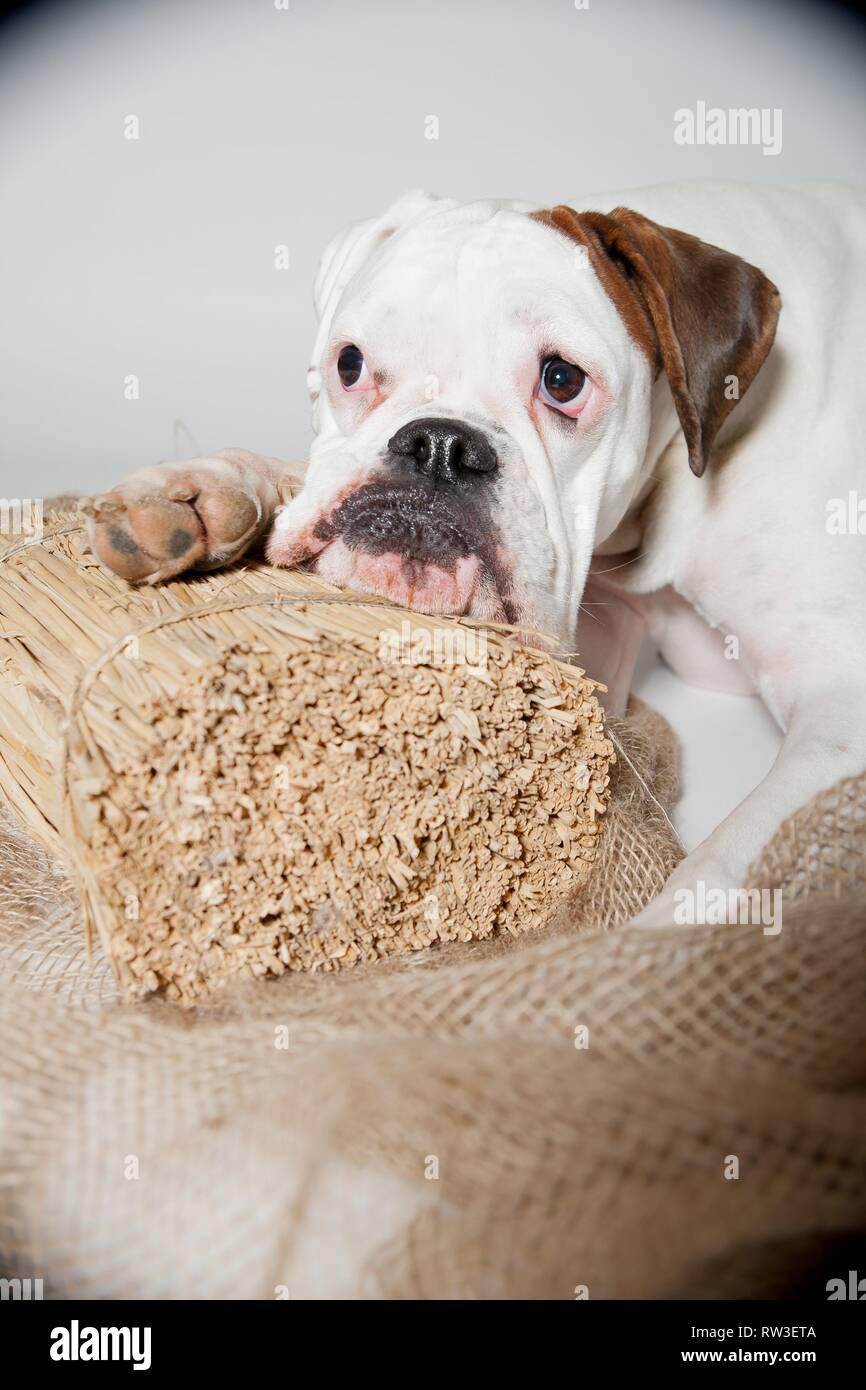 Boxer dog laying down studio hi-res stock photography and images - Alamy
