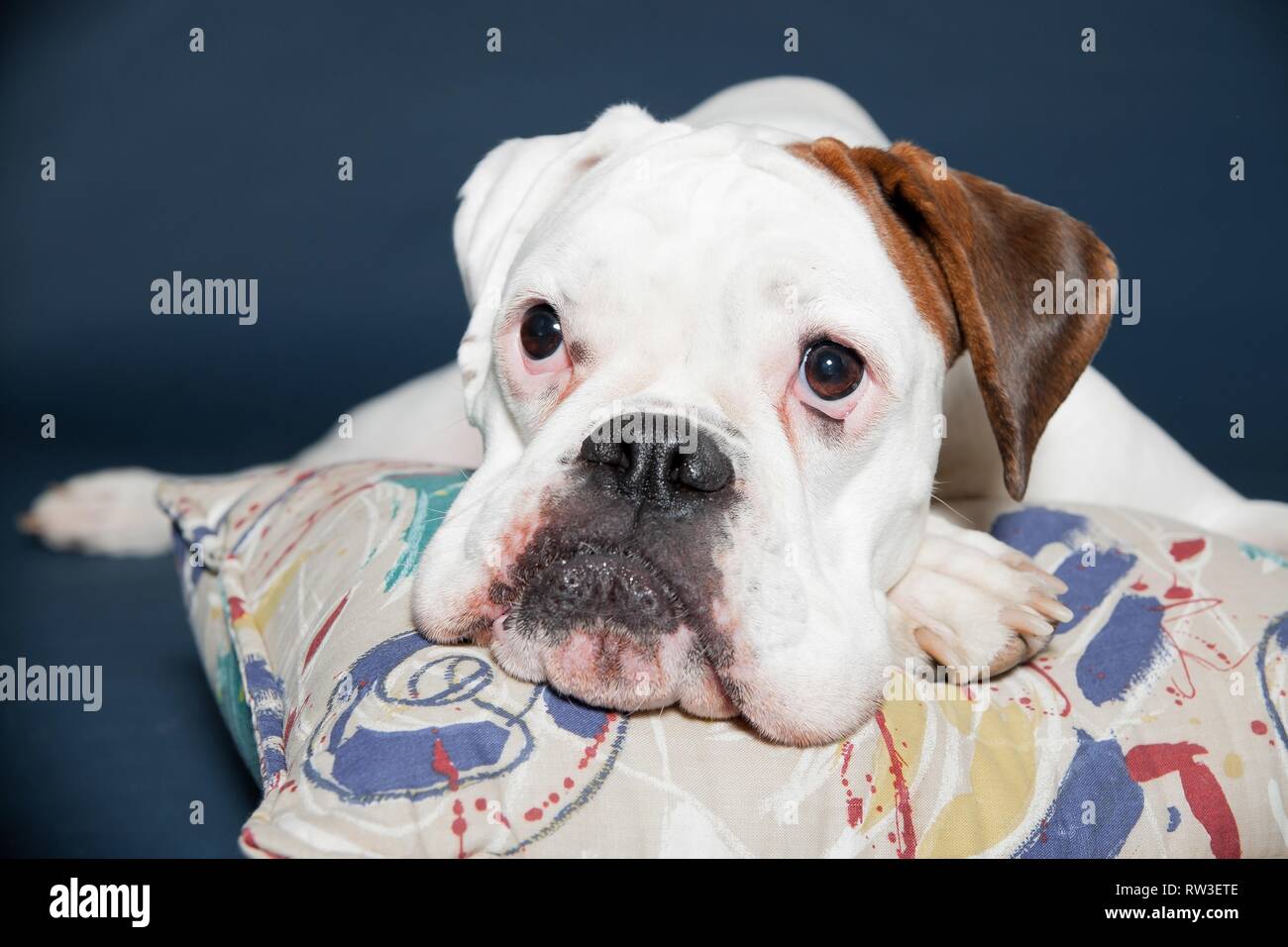 Boxer dog laying down studio hi-res stock photography and images - Alamy