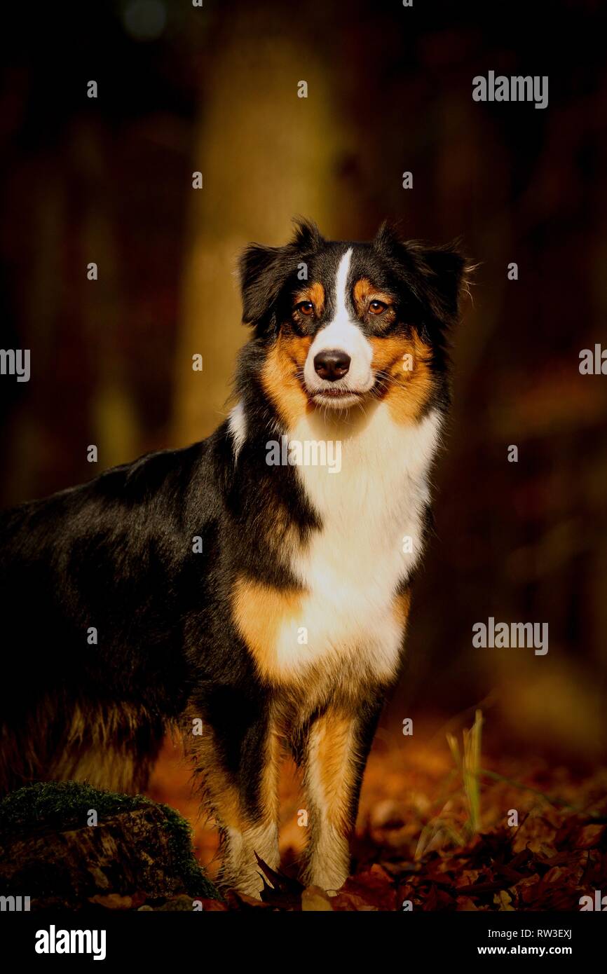 standing Australian Shepherd Stock Photo - Alamy