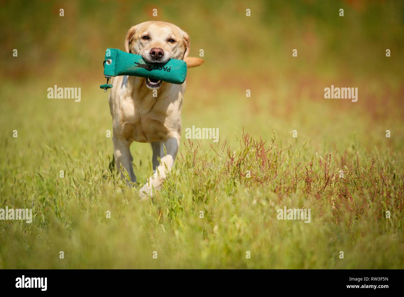 running Labrador Retriever Stock Photo - Alamy