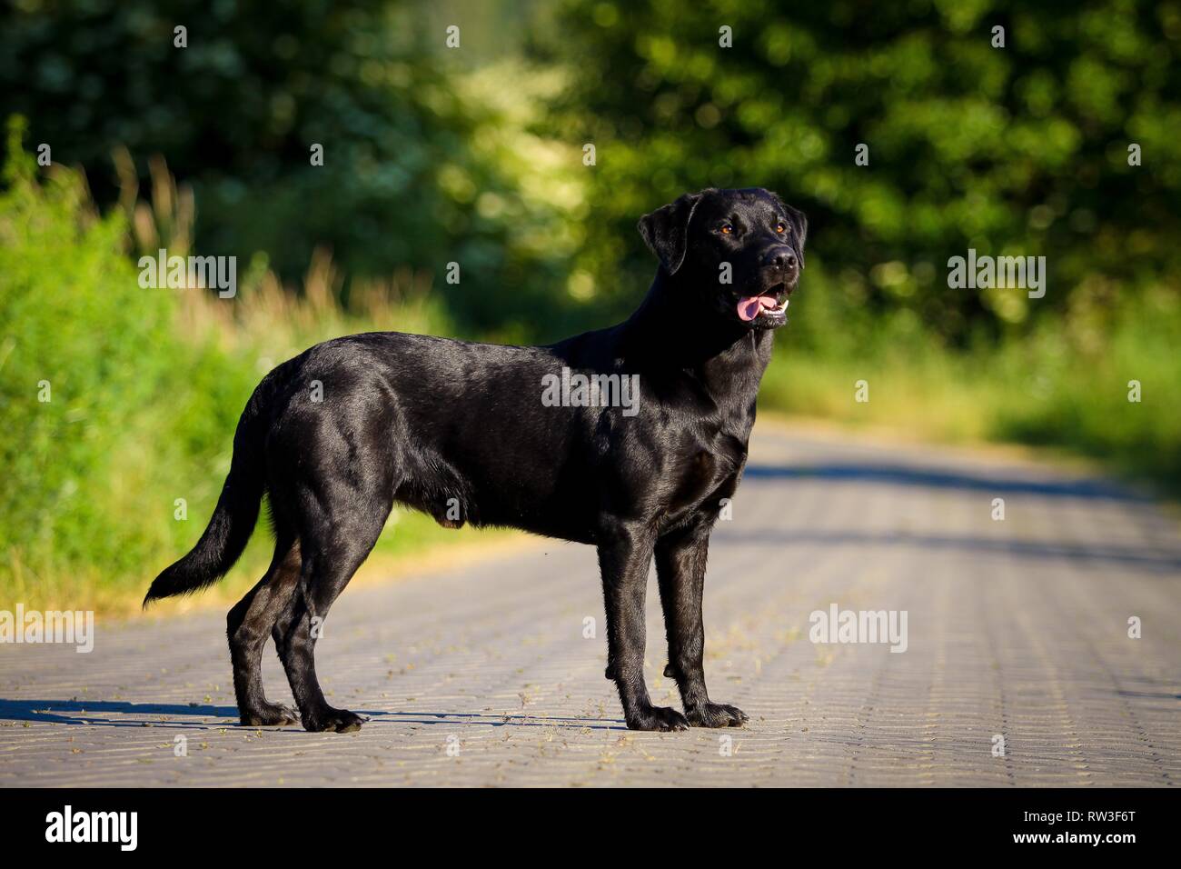standing Labrador Retriever Stock Photo - Alamy
