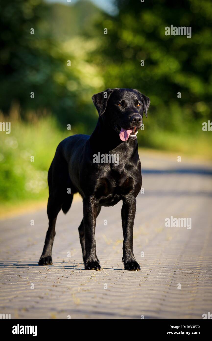 standing Labrador Retriever Stock Photo - Alamy