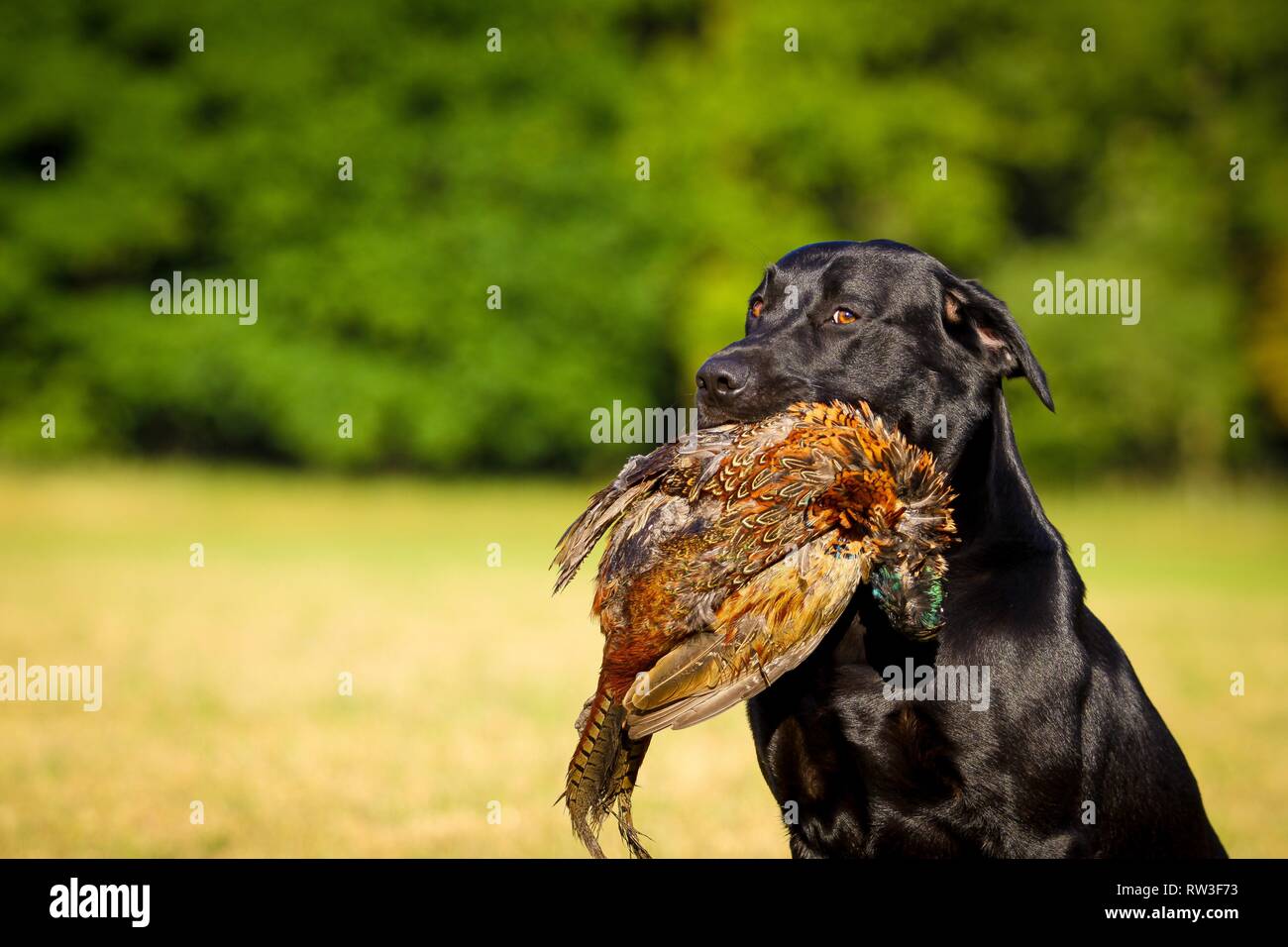 Pheasant hunter with labrador retriever hi-res stock photography and ...