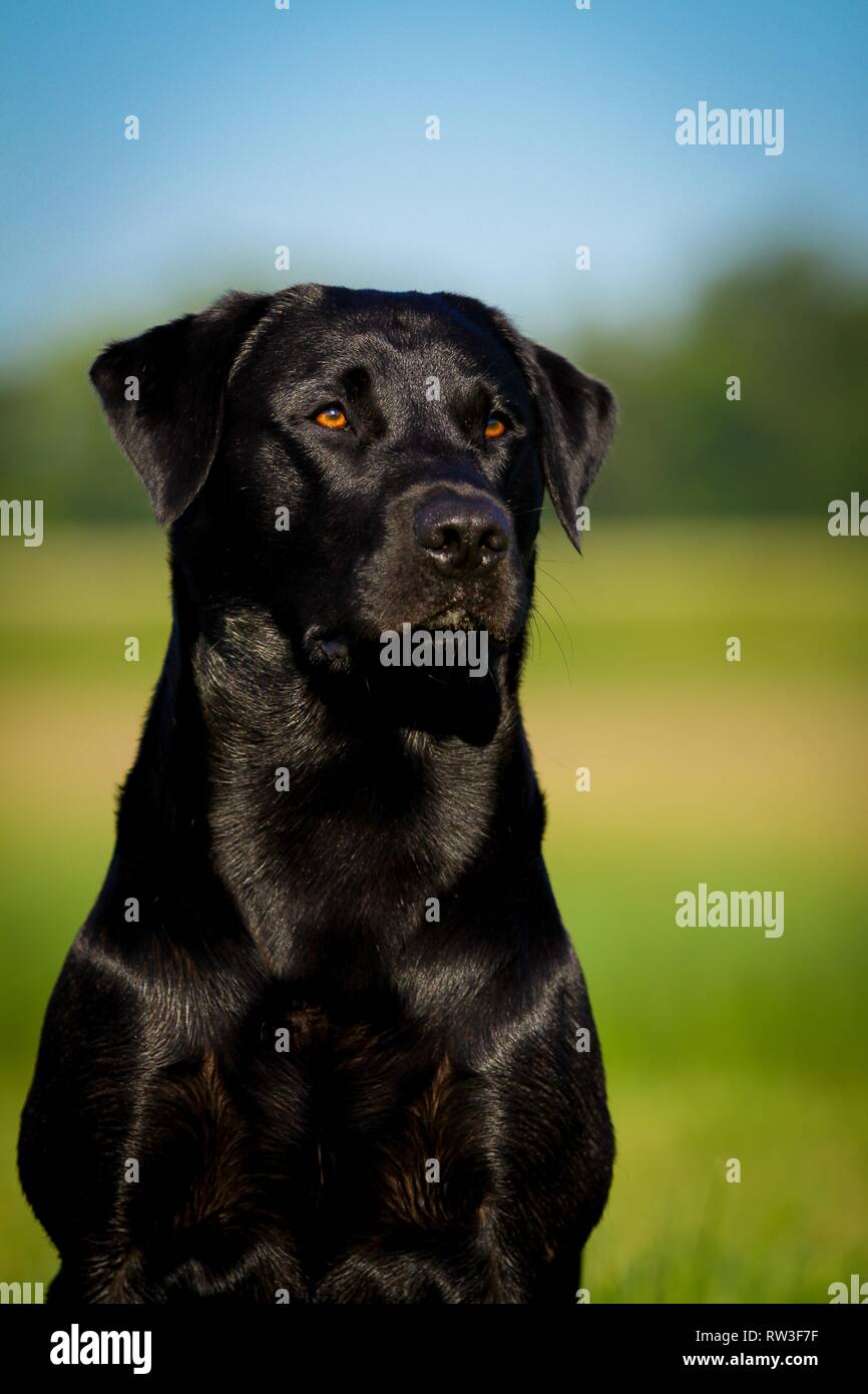 Black Labrador Retriever Portrait High Resolution Stock Photography and ...