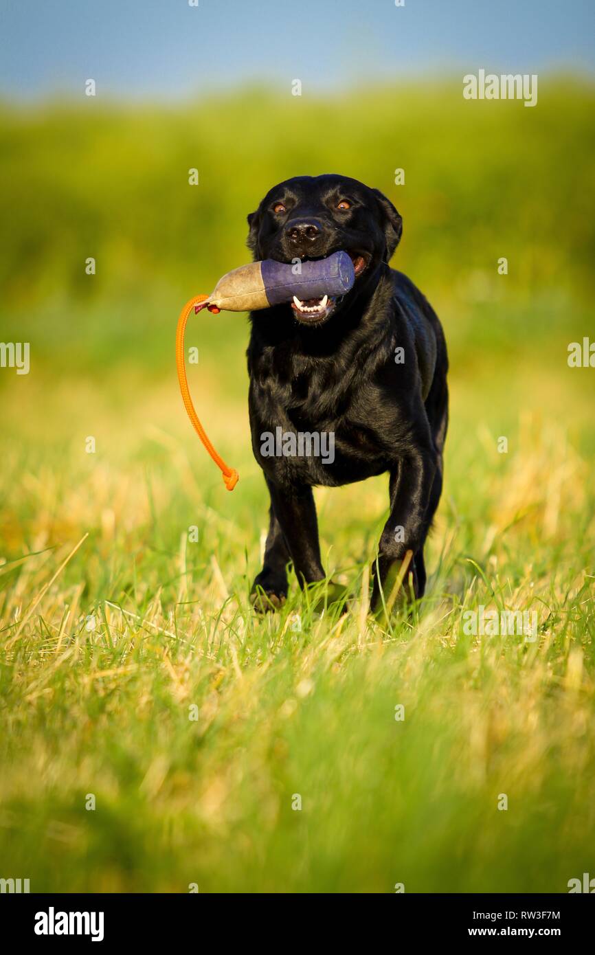 Labrador Carrying Toy High Resolution Stock Photography and Images - Alamy