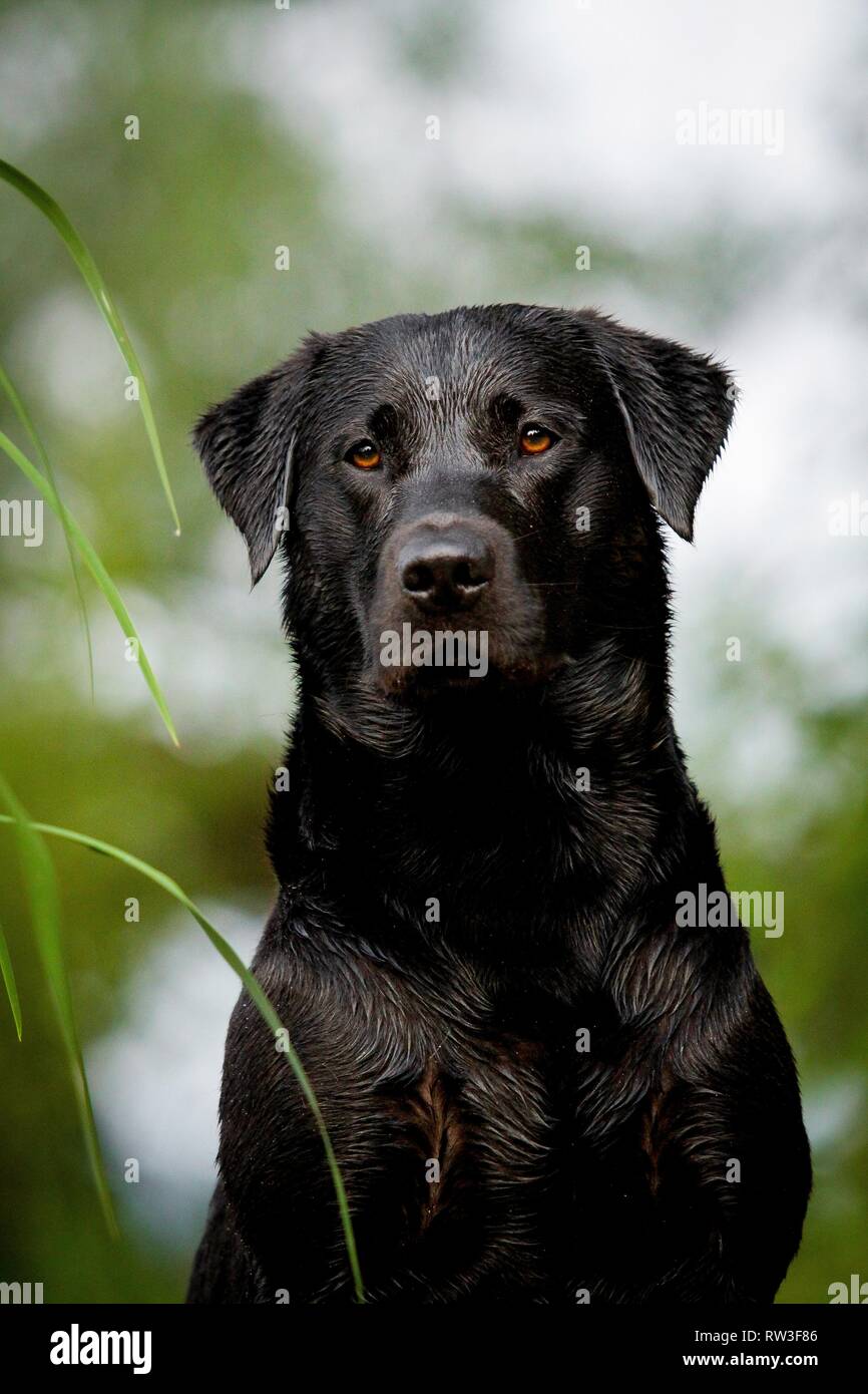 Labrador Retriever Portrait Stock Photo - Alamy