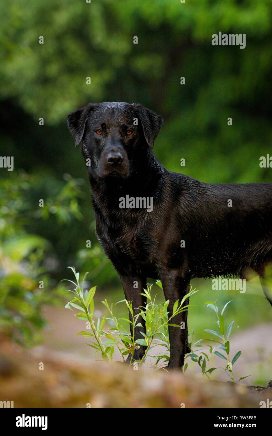 standing Labrador Retriever Stock Photo - Alamy