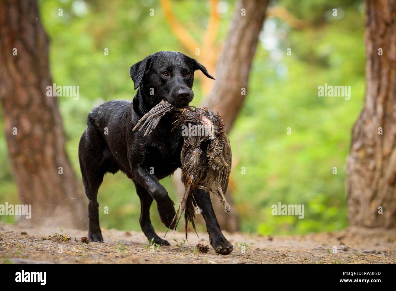 Pheasant hunter with labrador retriever hi-res stock photography and ...