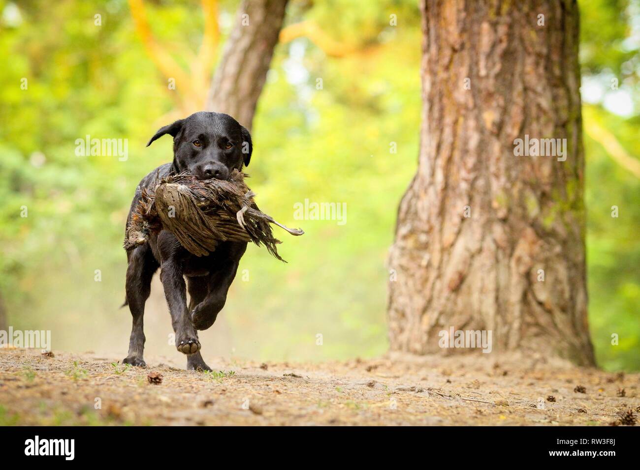 running Labrador Retriever Stock Photo - Alamy