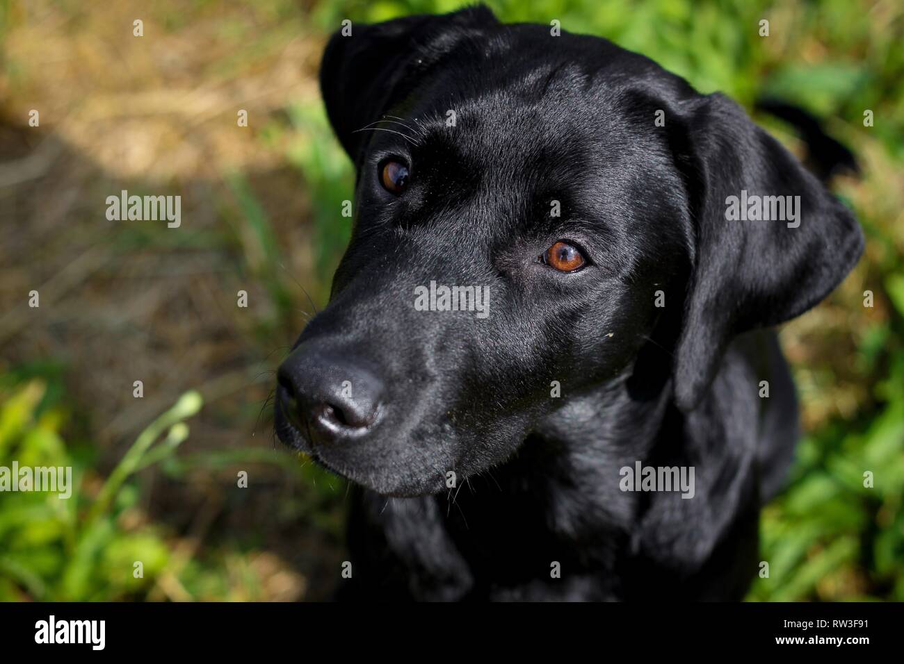 Black labrador from above hi-res stock photography and images - Alamy
