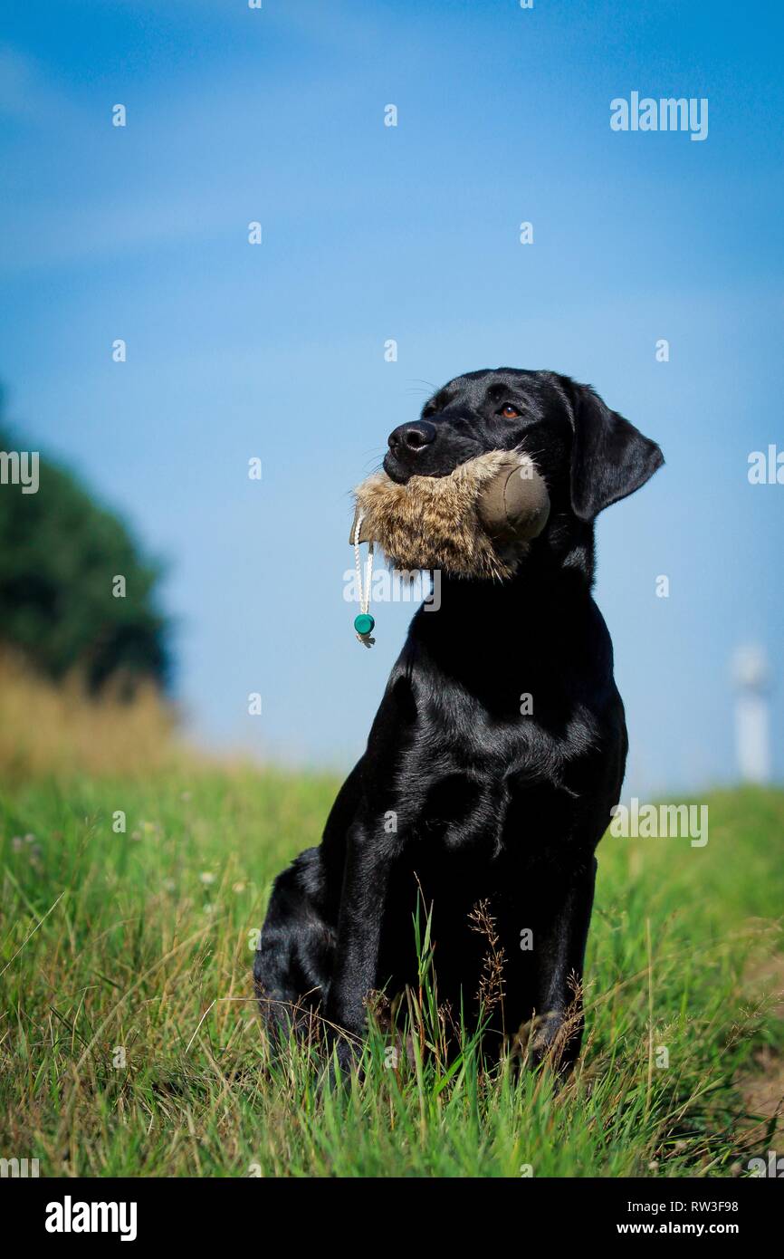 Labrador sitting with gun dog dummy hi-res stock photography and images ...