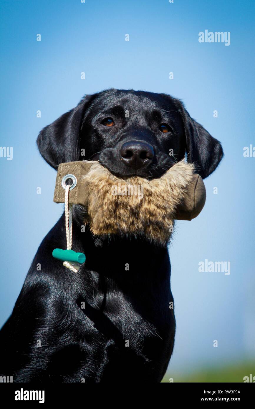 Fake portraits hi-res stock photography and images - Alamy