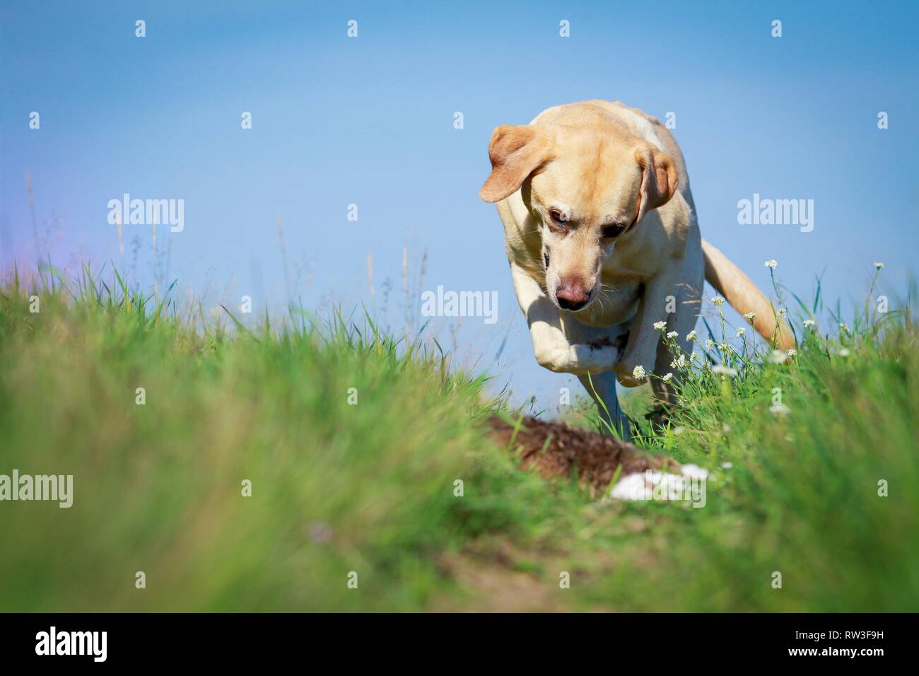jumping Labrador Retriever Stock Photo - Alamy
