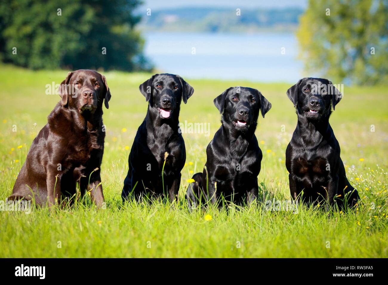 sitting Labrador Retriever Stock Photo - Alamy