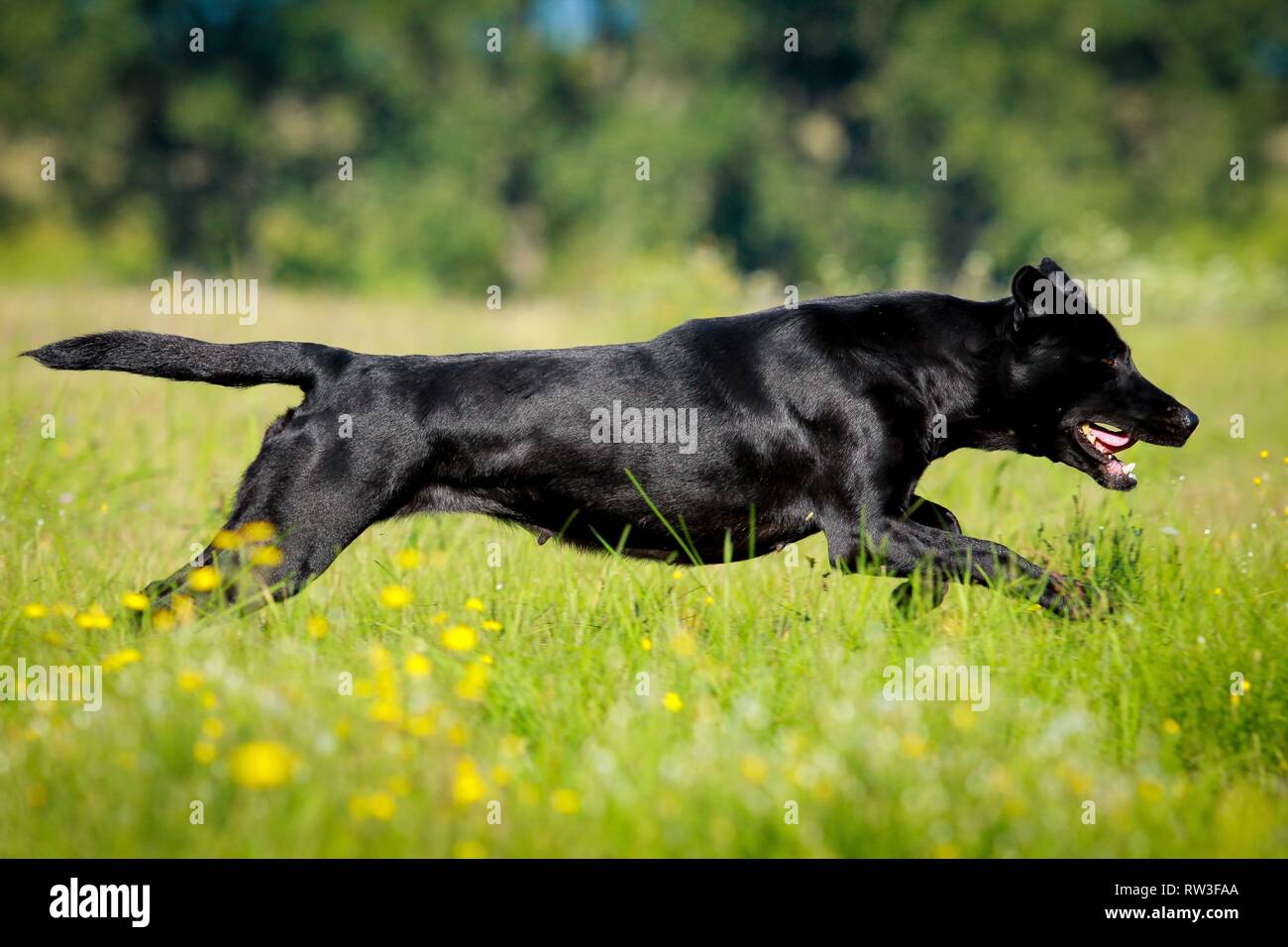 running Labrador Retriever Stock Photo - Alamy