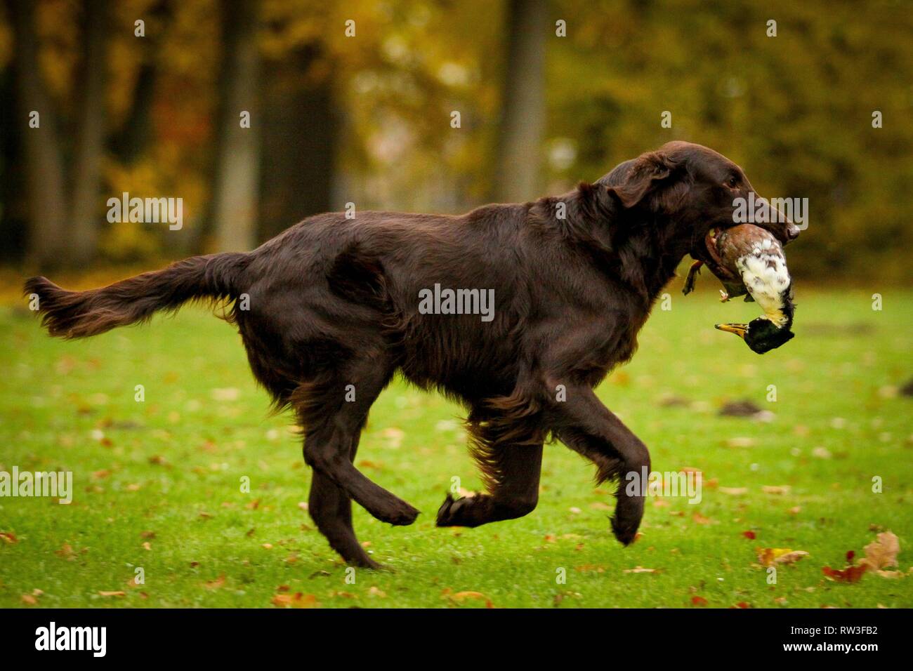 Flat Coated Retriever on duck hunting Stock Photo - Alamy