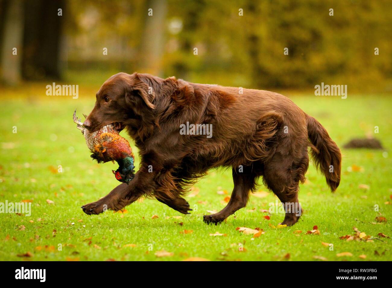 Pheasant sized bird hi-res stock photography and images - Alamy