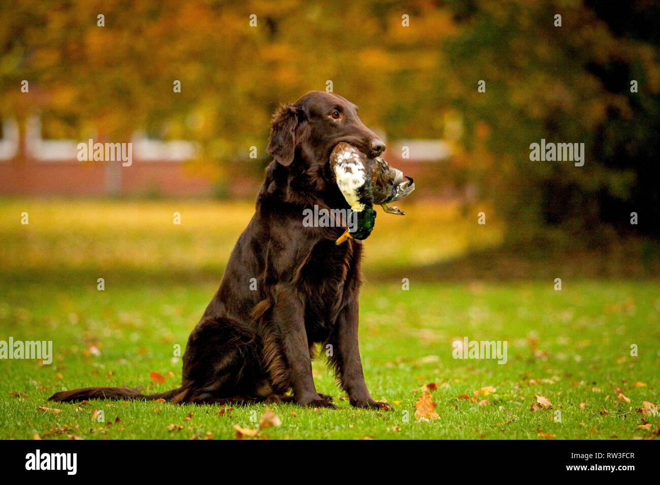 Flat Coated Retriever on duck hunting Stock Photo - Alamy