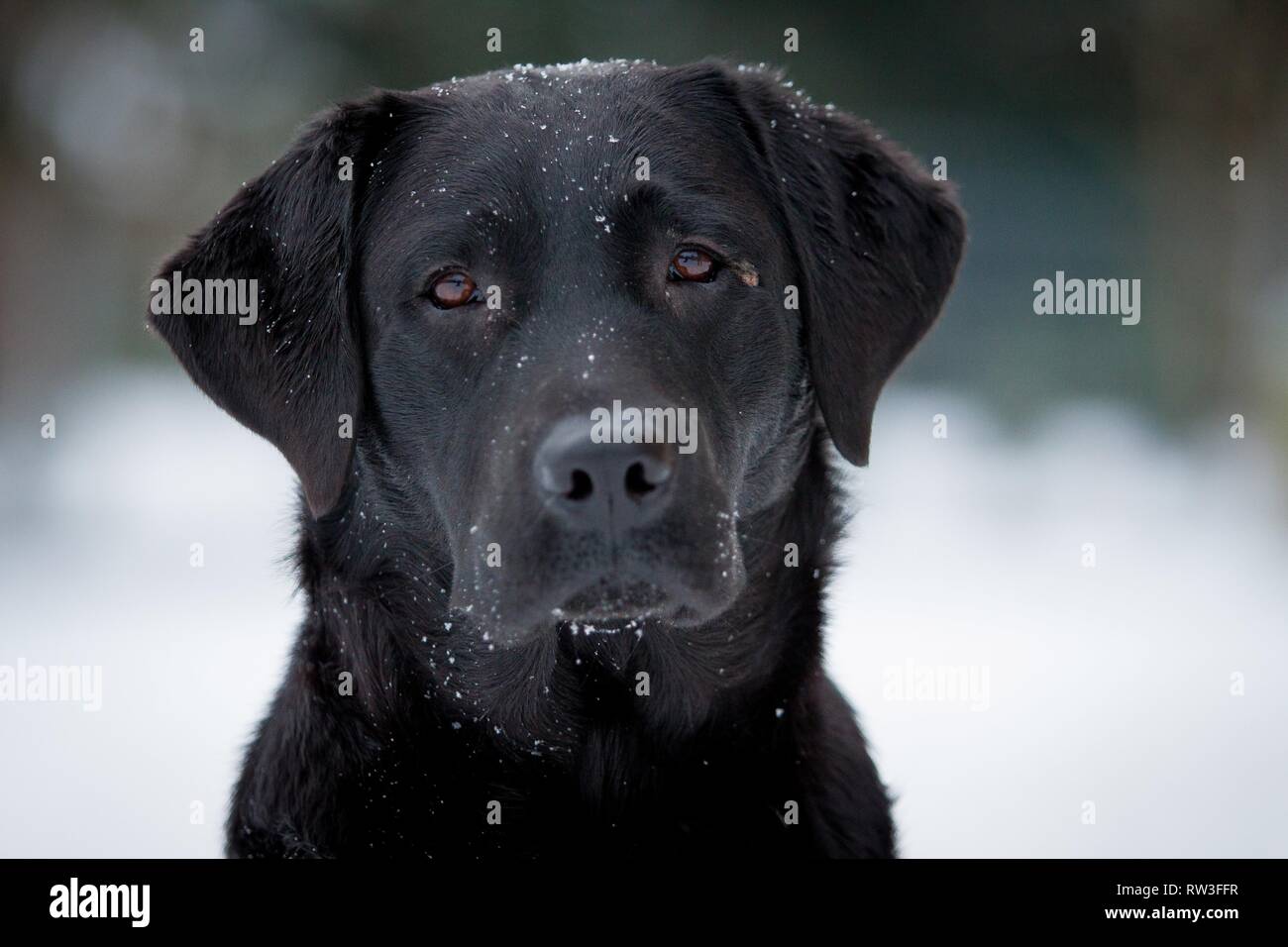 Labrador Retriever Portrait Stock Photo - Alamy